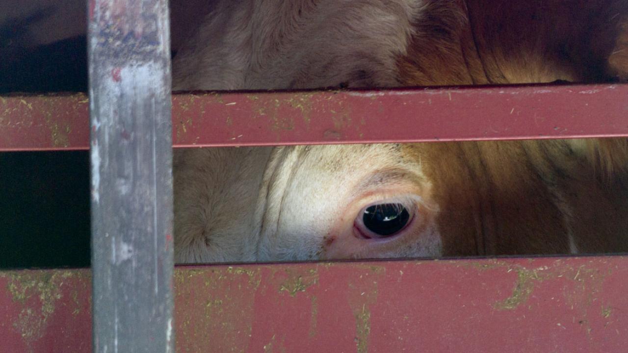 How ethics of meat and health transcend the dinner plate | American ...